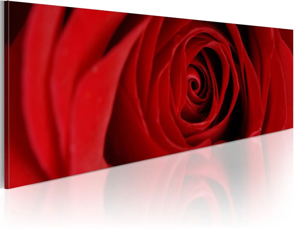 Obraz - Midnight rose 120x40