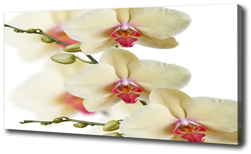 Wallmuralia Foto obraz na plátně Orchidej 100x50 cm