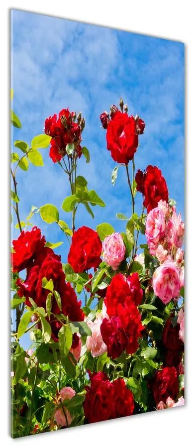 Wallmuralia Foto obraz sklo tvrzené Divoká růže 50x125 cm