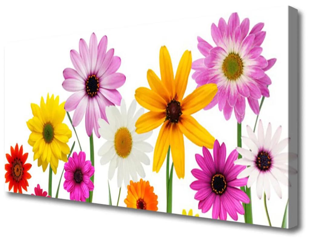 Obraz Canvas Barevné Květiny Příroda