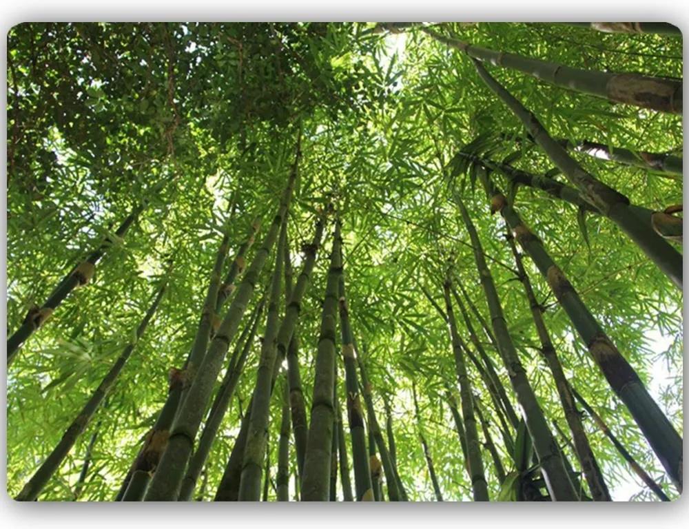 CARO Kovový obraz - Bamboo Grove 60x40 cm