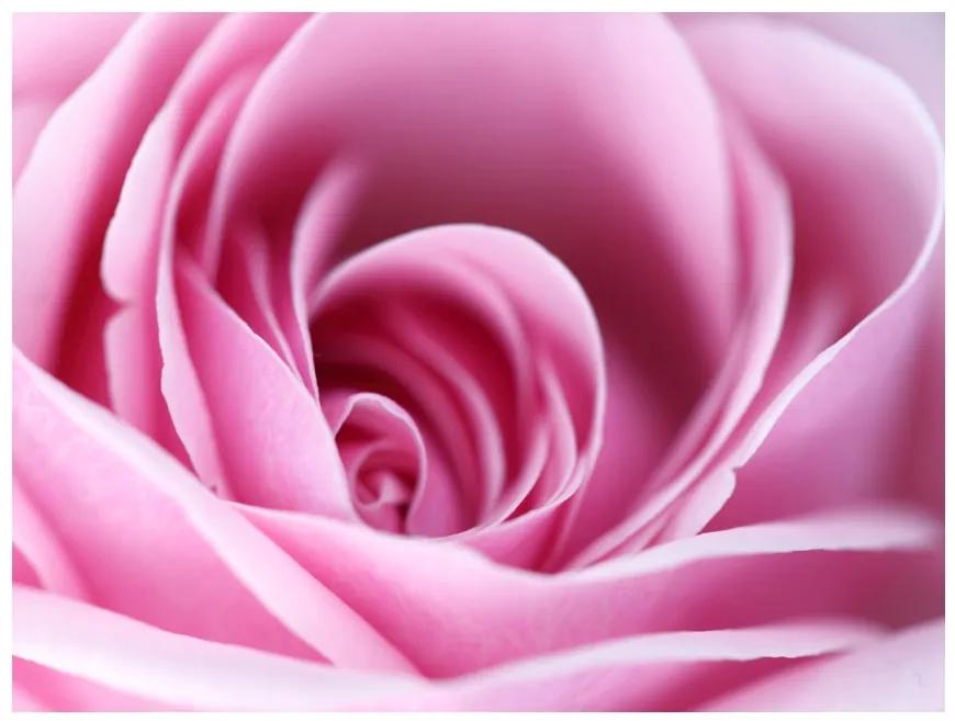 Fototapeta - Pink rose