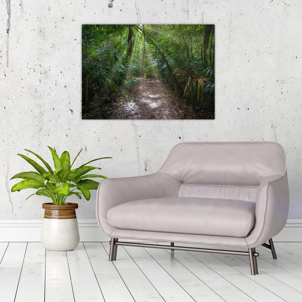 Skleněný obraz - Sluneční paprsky v džungli (70x50 cm)
