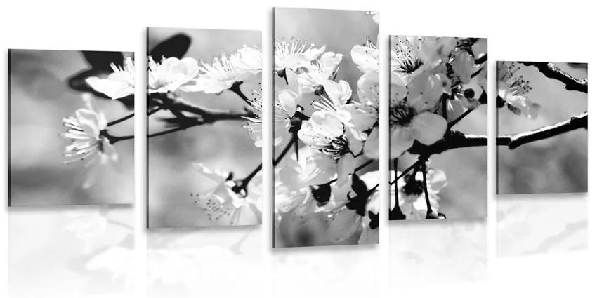 5-dílný obraz třešňový květ v černobílém provedení - 100x50 cm
