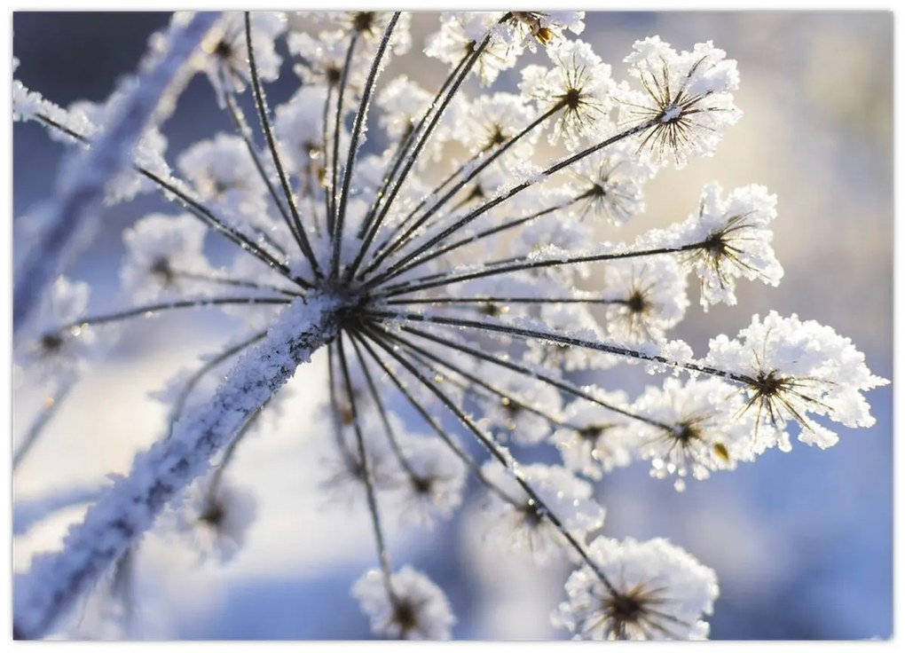 Obraz - Zmrzlý květ (70x50 cm)