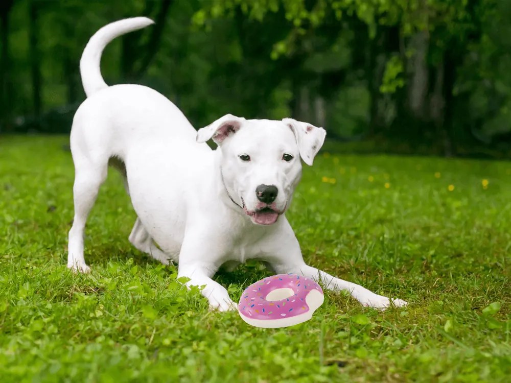 Verk Group Hračka pro psa kočku gumové pískátko žvýkací gumové poupě pískátko