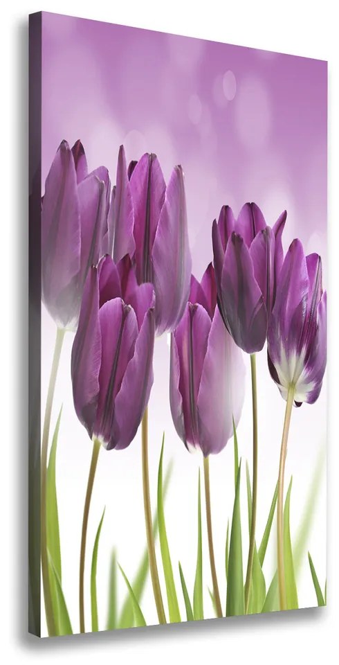 Wallmuralia Foto obraz na plátně Fialové tulipány 60x120 cm