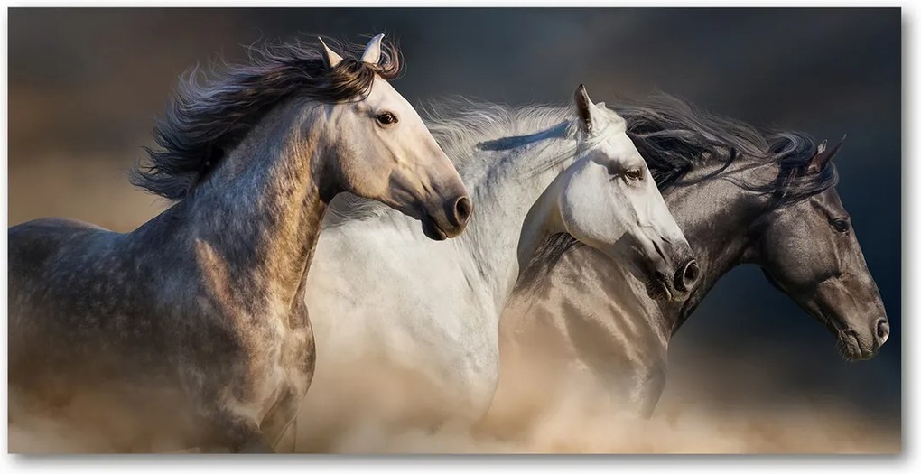 Foto obraz akrylový Koně ve cvalu