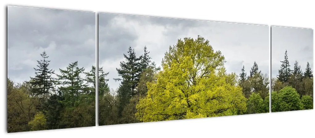 Obraz zeleného stromu uprostřed pole (170x50 cm)