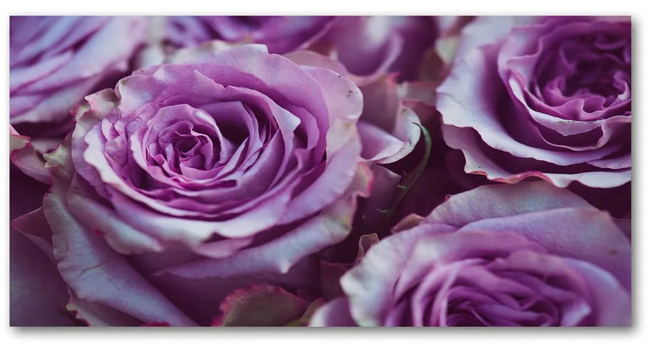 Wallmuralia Foto obraz akrylový do obýváku Fialové růže 120x60 cm