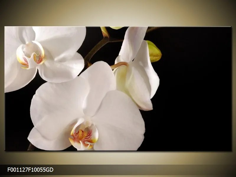 Obraz bílé orchideje (), 40 dalších rozměrů