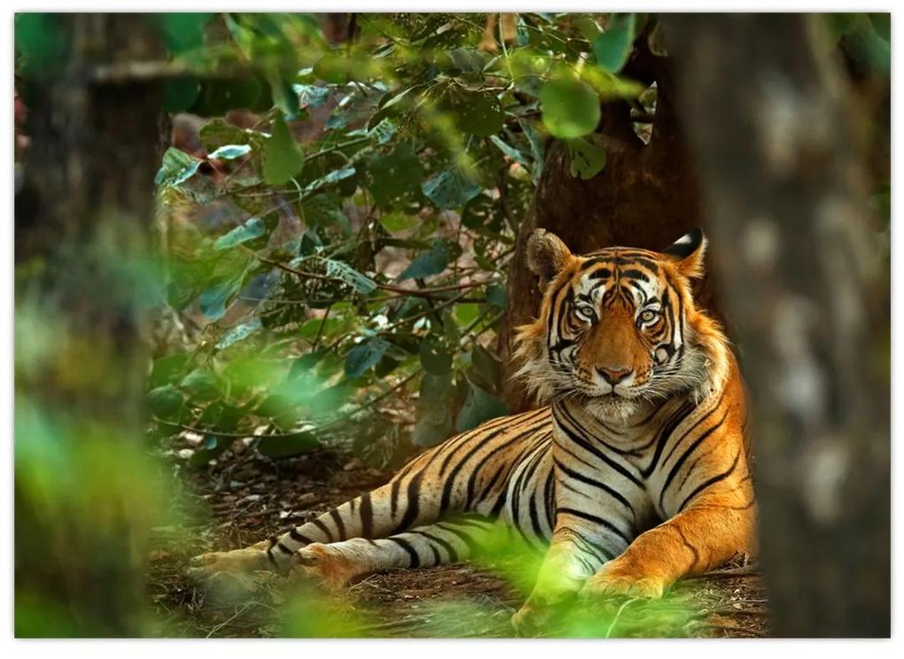 Obraz odpočívajícího tygra (70x50 cm)