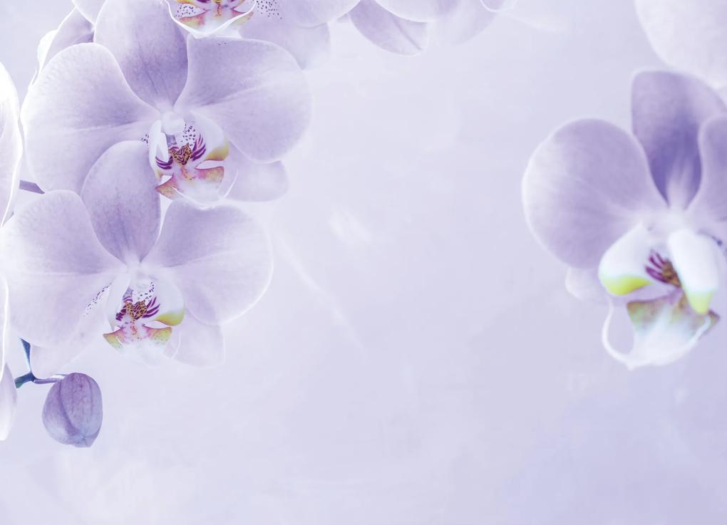 Malvis ® Tapeta Orchidej fialková Vel. (šířka x výška): 432 x 290 cm