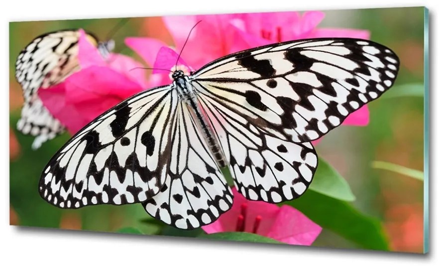 Wallmuralia Foto obraz sklo tvrzené Motýl na květině 100x50