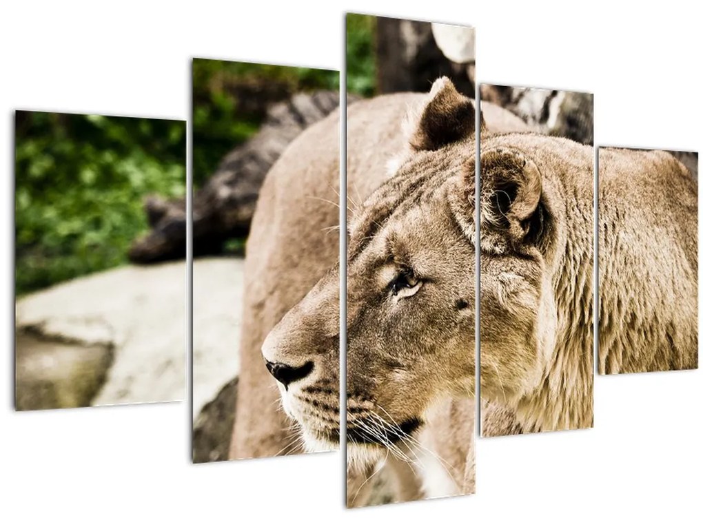 Obraz lvice (150x105 cm), 40 dalších rozměrů