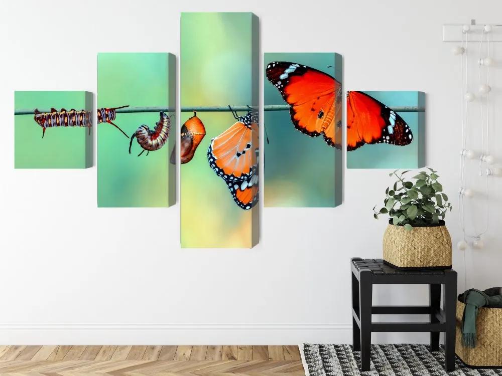 Vícedílný obraz Barevné Housenky A Motýli V Makro Měřítku Nedostatek Nedostatek Plátno Canvas 250x150