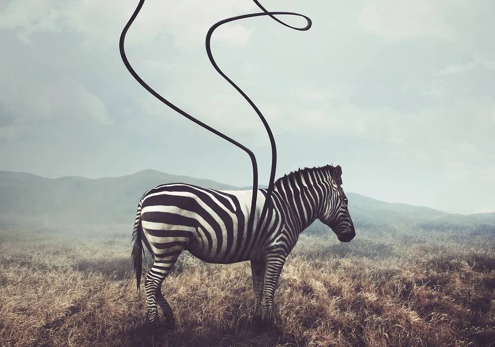 Fototapeta - Zebra (152,5x104 cm)