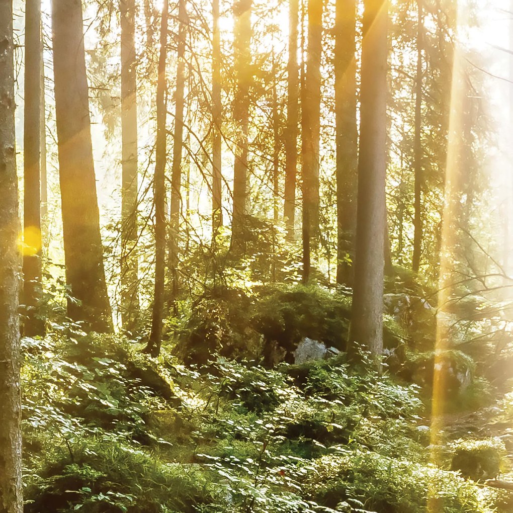 Malvis Tapeta klid v lese Vel. (šířka x výška): 144 x 105 cm