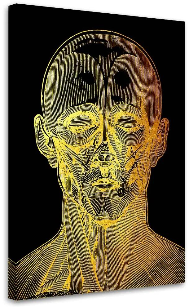 Gario Obraz na plátně Zlatá anatomie, přední strana obličeje - Gab Fernando Rozměry: 40 x 60 cm