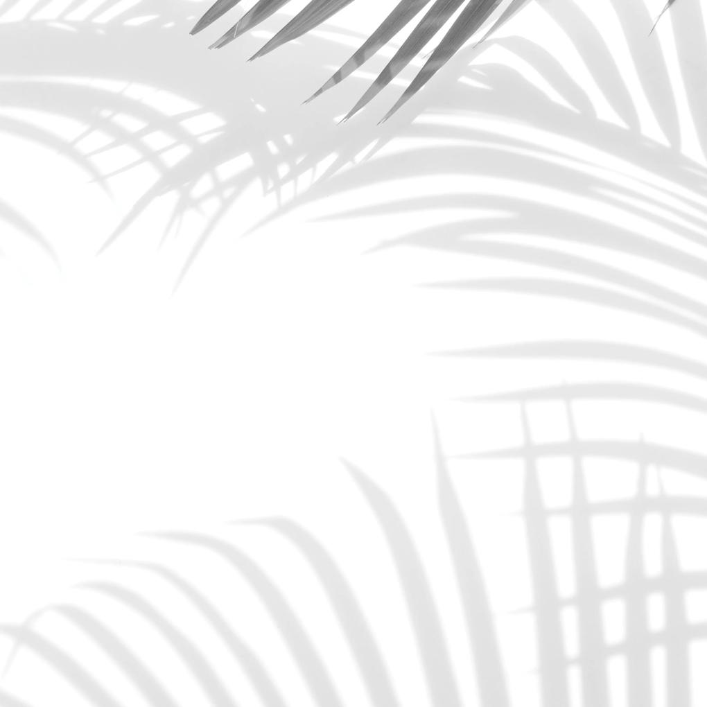 Malvis ® Tapeta Černobílý stín palmy Vel. (šířka x výška): 216 x 140 cm