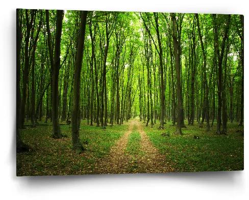 Obraz SABLIO - Cesta v lese 60x40 cm