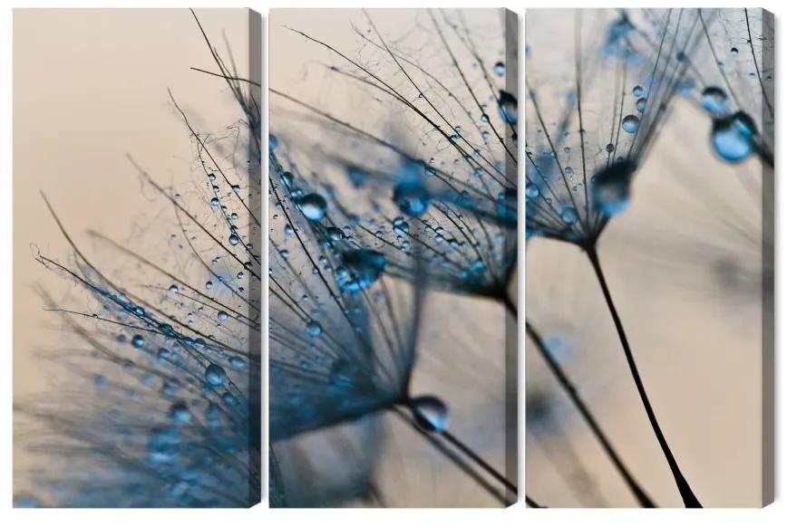 Vícedílný obraz Pampelišky S Kapkami Vody V Makro Měřítku Nedostatek Nedostatek Přírodní plátno 150x100