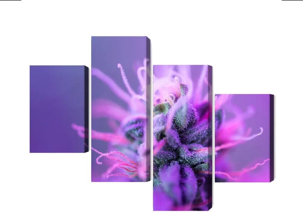 Vícedílný obraz Makro Rostlina Na Růžovo-Fialovém Pozadí Nedostatek Nedostatek Přírodní plátno 240x150