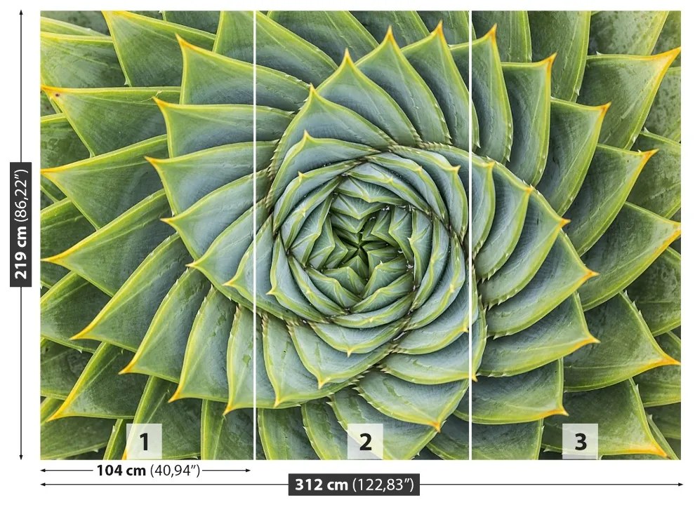 Fototapeta Aloe Symmetry 104x70