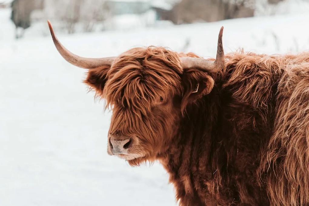 DIMEX | Samolepicí vliesová fototapeta na zeď Skotská hnědá kráva MA-5-0459 | 375 x 250 cm | bílá, hnědá