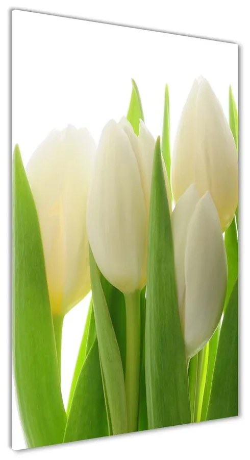 Wallmuralia Foto obraz akryl do obýváku Bílé tulipány 70x140 cm