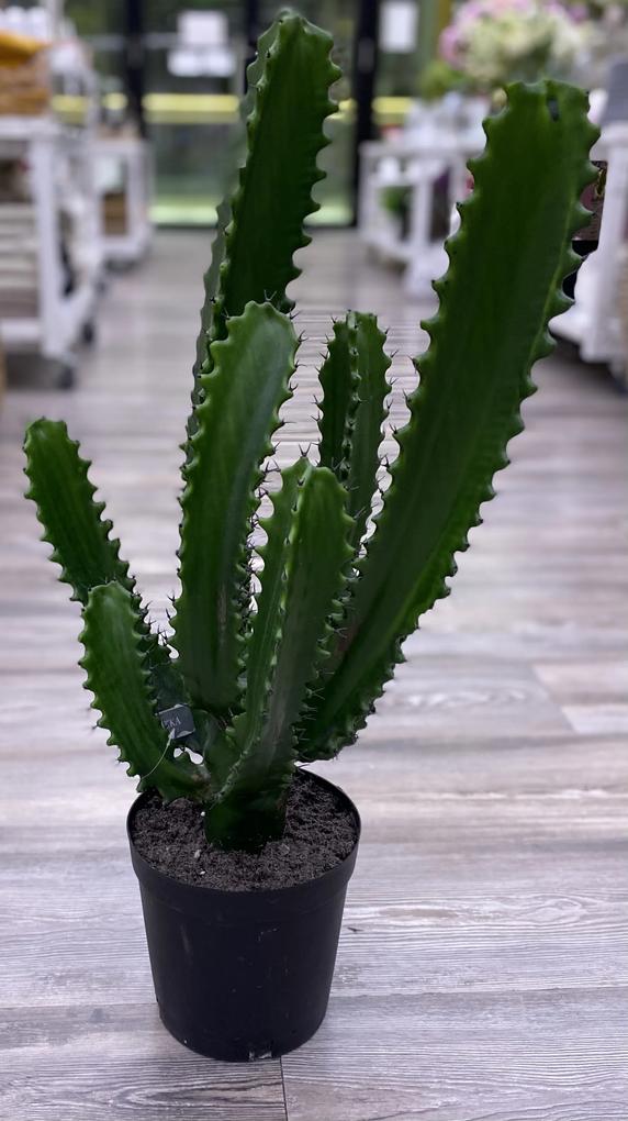 Umělá květina Silk-ka kaktus zelený 64cm | BIANO