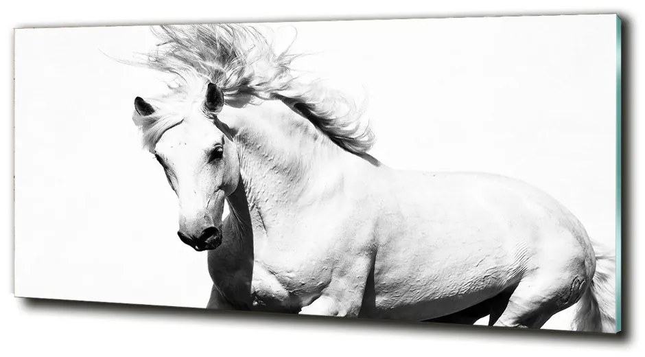 Wallmuralia Foto-obraz fotografie na skle Bílý kůň 125x50 cm