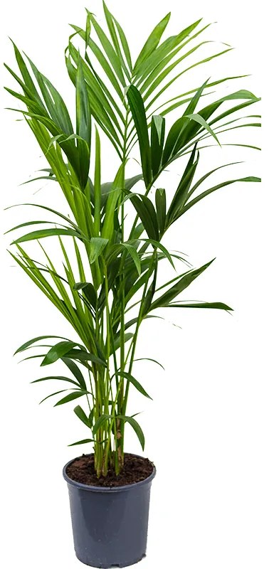 Howea Forsteriana, průměr 24 cm Kencie, rajská palma