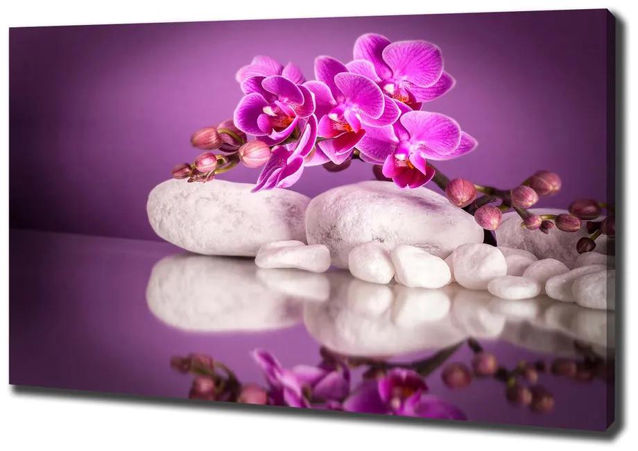 Wallmuralia Foto obraz canvas Růžová orchidej 100x70 cm