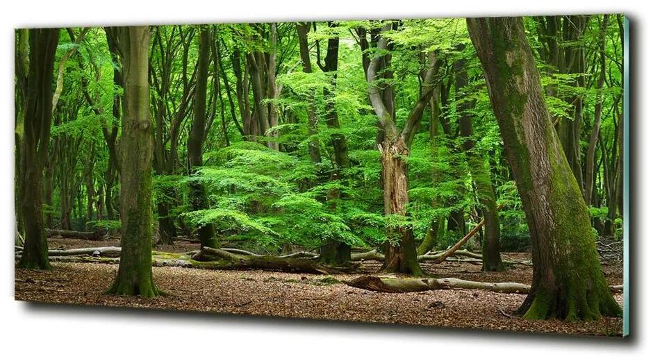 Wallmuralia Fotoobraz na skle Nizozemský les 125x50 cm