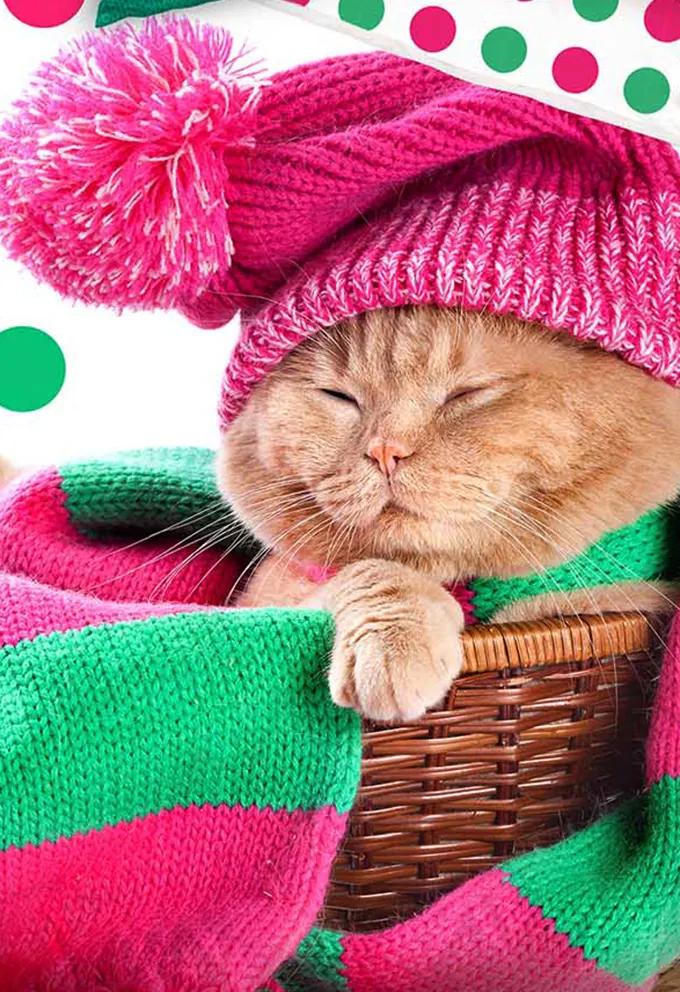 Bavlněné povlečení Kočička v čepici