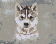Malování podle čísel husky na šedém pozadí, 40x50 cm, bez rámu a bez vypnutí plátna