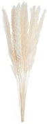 FLOWER MARKET Svazek pampové trávy 30 cm