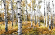 Komar Vliesová fototapeta Colorful Aspenwoods 450 x 280 cm