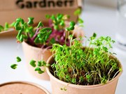 Sada microgreens "Vypěstuj si sám", M