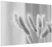 Obraz - Bunny tail grass (70x50 cm)