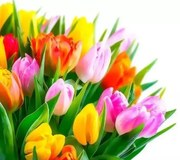 Malování podle čísel Tulipány M3498YD