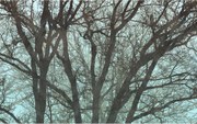 Komar Vliesová fototapeta Whispering Woods 400 x 250 cm
