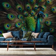 Fototapeta - Páv (245x170 cm)