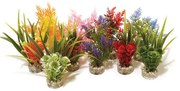Rostlina Nano Fiesta Rosewood 14cm