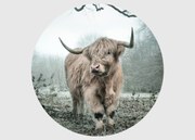 Samolepící vliesová fototapeta na zed' Majestátný Skot | 70 x 70 cm | DCR3229