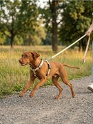 Sinsay - Vodítko, obojek a postroj pro psa - žlutá