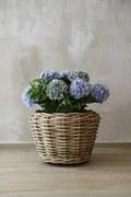 Přírodní květináč na rostliny BOJO, ratan, průměr 57 cm, natur