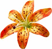 umělá květina, květ lilie, sada 3 ks, polyester, 6x6 cm, oranžová, Dekorino UK20260009