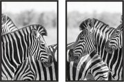 Obraz Plakáty V Rámu 33x43cm Diptych Sada 2 obrazů Zebra Zebry P971